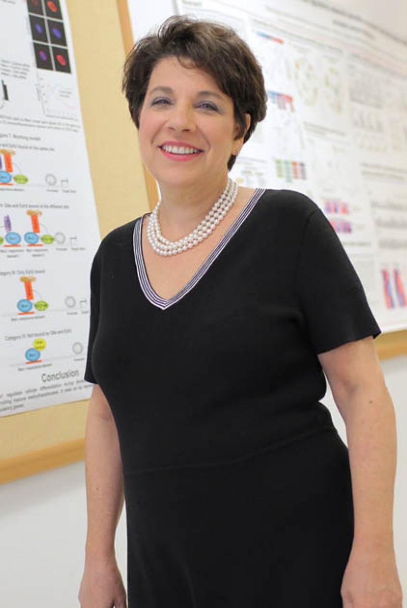 Abate-Shen Lab | Department of Molecular Pharmacology and Therapeutics